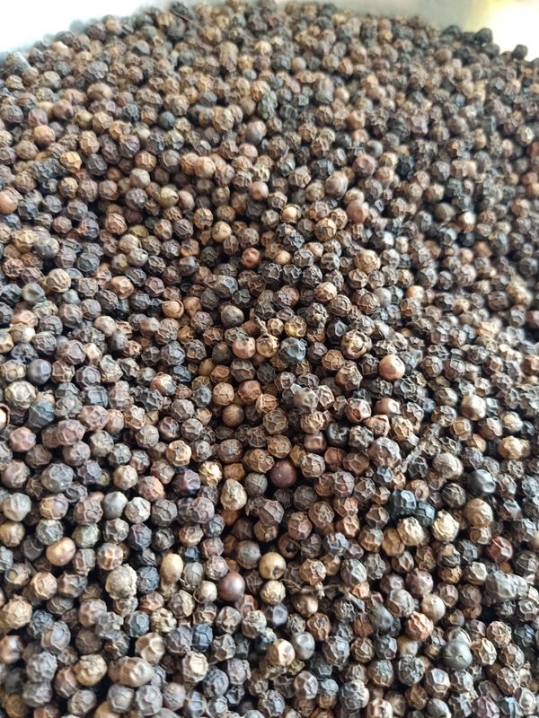 Kali Mirch/ Black Pepper – Rural Roots